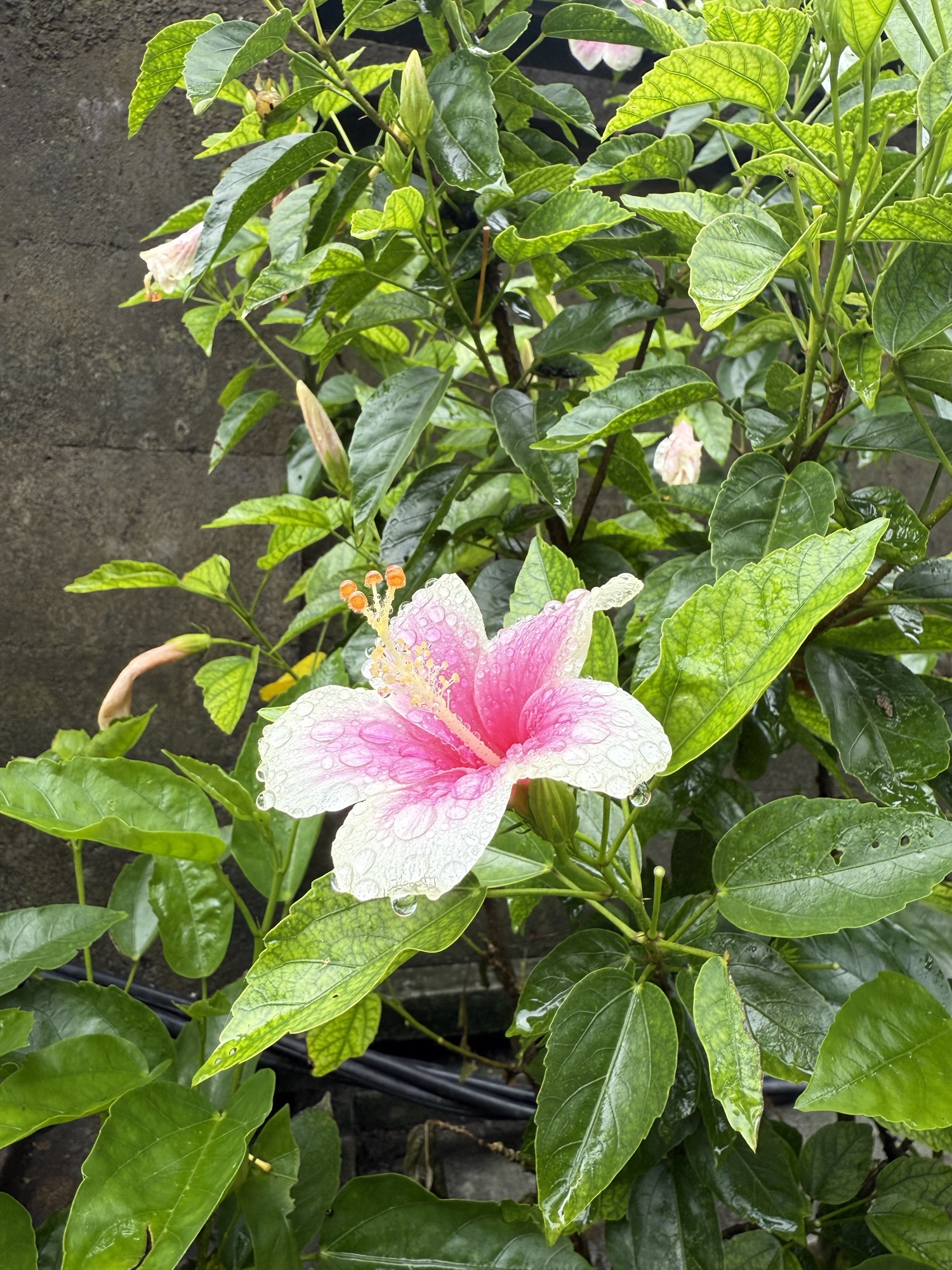 Clear & Fresh – rike jokanan