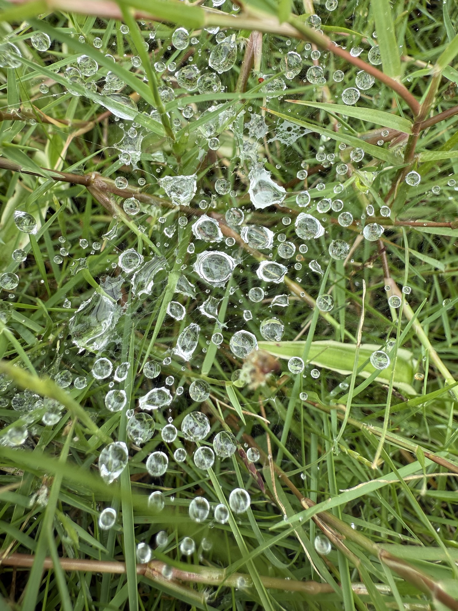 Dewdrops – rike jokanan